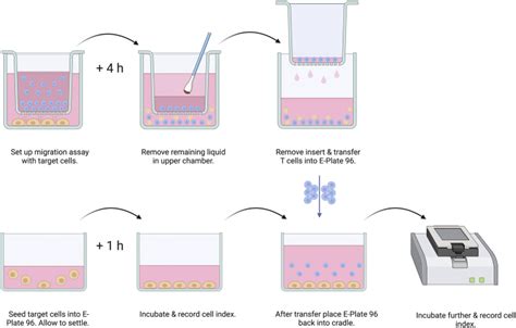 Transwell Migration Assay To Interrogate Human Car T Cell Chemotaxis Pmc