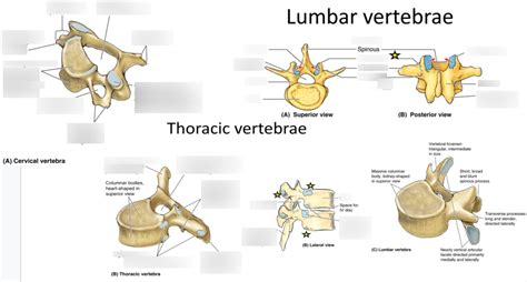 Cervical Thoracic And Lumbar Vertebrae Diagram Quizlet