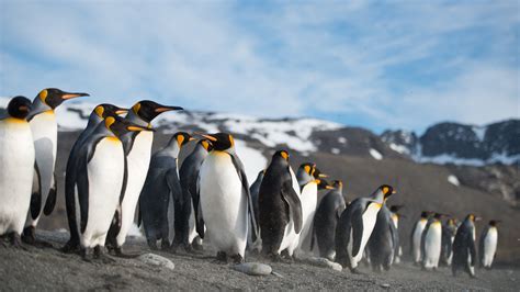 Majestic Penguins In 4k Ultra Hd Wallpaper