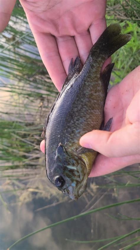 What Is This Ugly Sunfish Thingcolorado Stocked Reservoir R