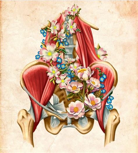 Dra Barbara Naud Allard On Linkedin Iliopsoas Root Equilibrium