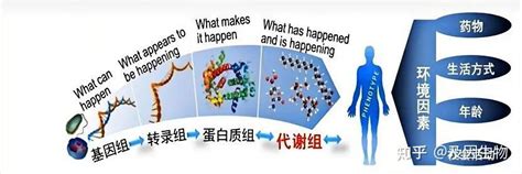 代谢组学专题丨一文带您了解最全代谢组学研究思路！ 知乎
