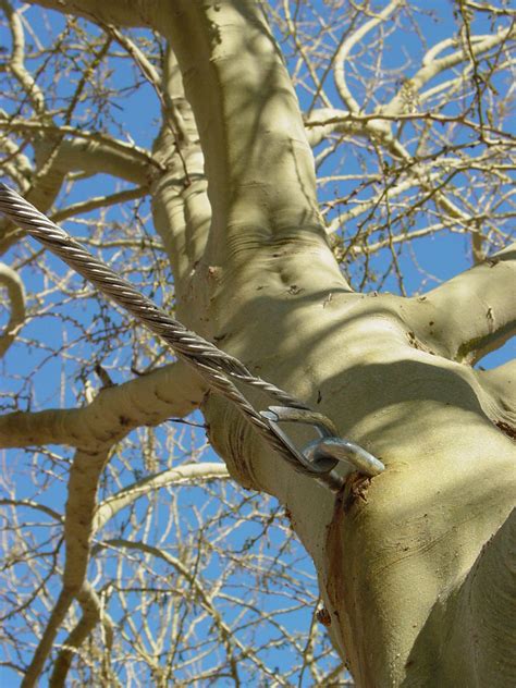 Cabling Trees Westchester Tree Life