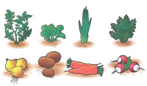 Задание для ребёнка 4 5 лет Назови овощи которые изображены на картинке Покажи линией какие ли