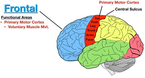 Image The Primary Motor Cortex Red Is Located Anterior To The