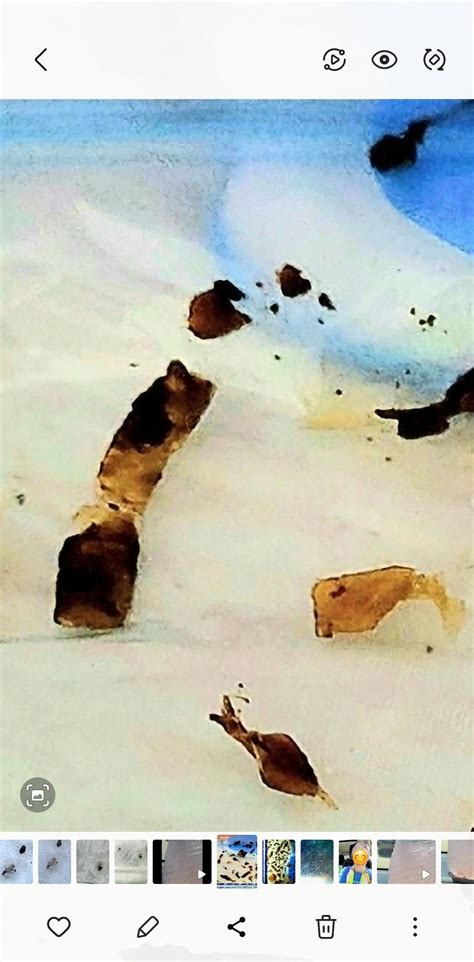 Are These Tapeworm Proglottids Segments R Diagnoseme