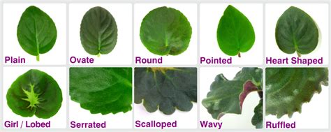 African Violet Foliage Types Lyrical Violets