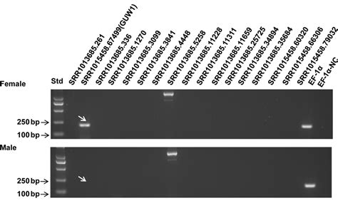 Frontiers Characterization Of The First W Specific Protein Coding Gene For Sex Identification Frontiers Characterization Of The First W Specific Protein Coding Gene For Sex Identification
