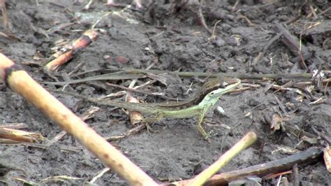 Lizard Eating Blue Worm At Michelle Owen Blog
