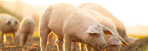 Swine Animal