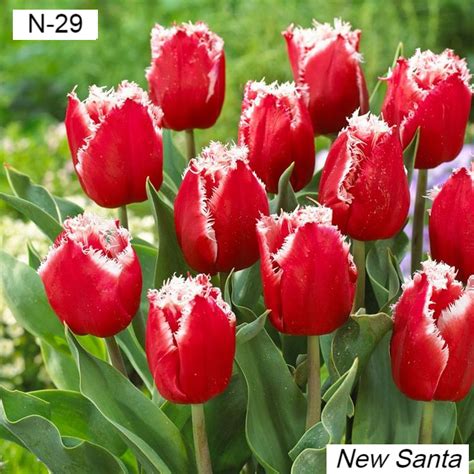 ჰოლანდიური ტიტები და ყვავილები ყიდვა გაყიდვა