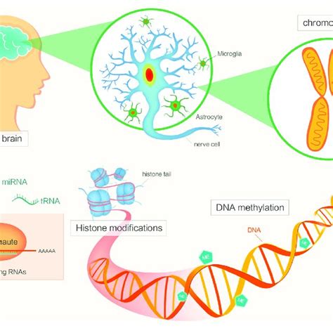 Noncoding Rnas Involved In Cardiac Hypertrophic Pathways Three