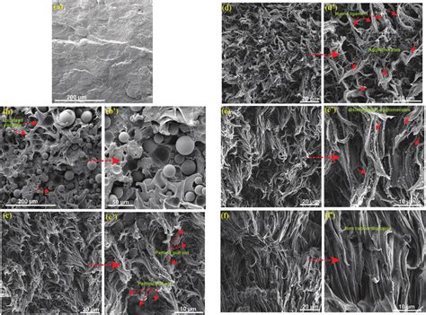 Sem Micrographs Of Fractured Surfaces Of Neat Pp And Pppa6epdm G Ma