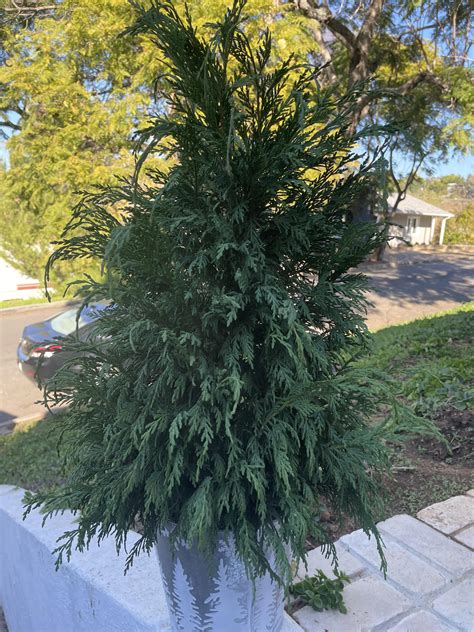 Is Anyone Able To Help Me Identify This Sapling I Know Its A Cypress