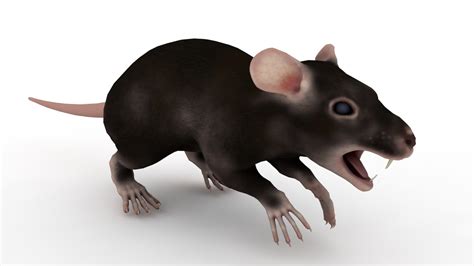 3d Black Rat Model Turbosquid 2023521