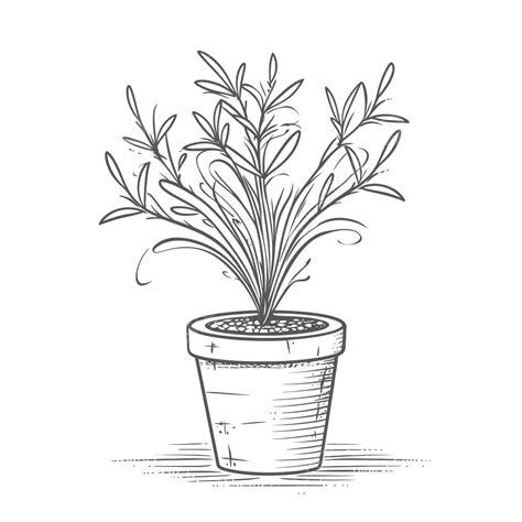 Dibujo De Planta De Romero Ilustración De Dibujo Planta De Romero