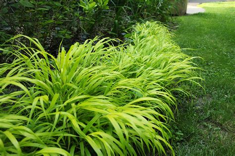 Plant To Know Hakonechloa The Impatient Gardener