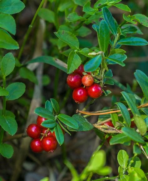 Lingonberry Plant Collection Raintree Nursery