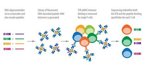 Bulk Tcr Sequencing Tcr Sequencing Yinsbk