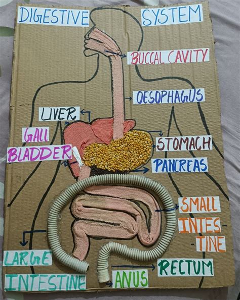 Digestive System Science Project ⚡ Science Projects For Middle