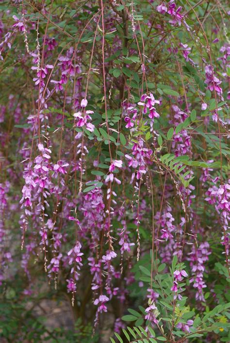 Indigofera Pendula Trees And Shrubs Online