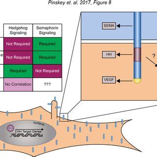 Summary And Model Of NRP Function In HH Signal Transduction Download Scientific Diagram