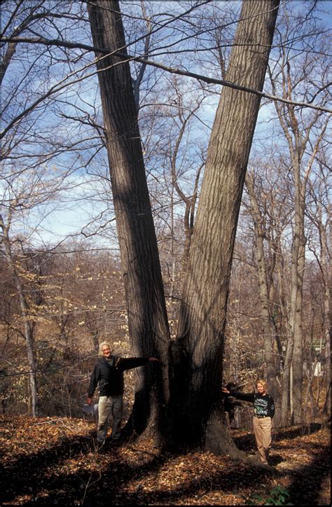 Arlington House Woodlands Virginia Native Plant Society
