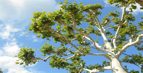 Different Types Of Sycamore Trees Varieties And Species To Know About Embracegardening