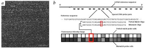 Gene Expression Monitoring With Oligonucleotide Arrays A A Single