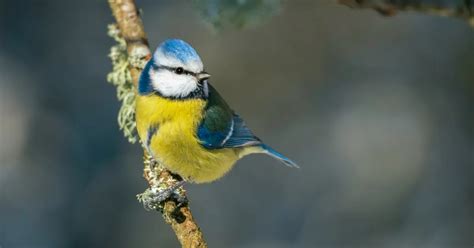 Tore Video Vaata Kuidas Väike Sinitihane Endale Uhket Pesa Ehitab
