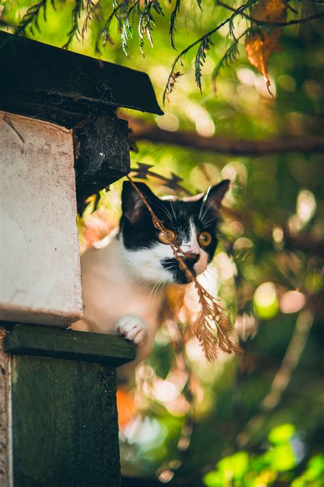 [100 ] Kawaii Cat Wallpapers