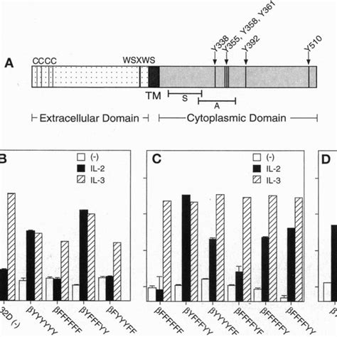 Cytokine Receptor Jak Src Kinase Stat Model Of Signal Transduction
