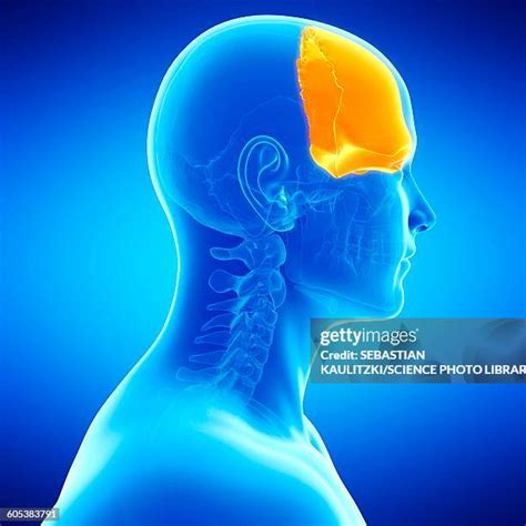Frontal Bone Anatomy Photos And Premium High Res Pictures Getty Images