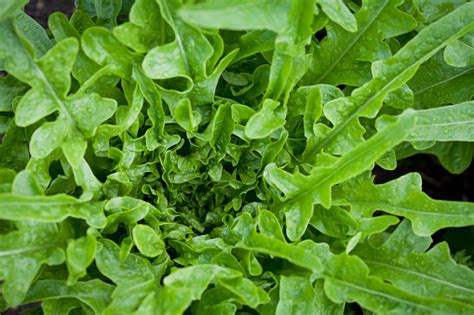 로얄 오크 리프 양상추 채소 정원에서 맛있는 이른 봄 샐러드 야채 0명에 대한 스톡 사진 및 기타 이미지 0명 관목 봄 Istock