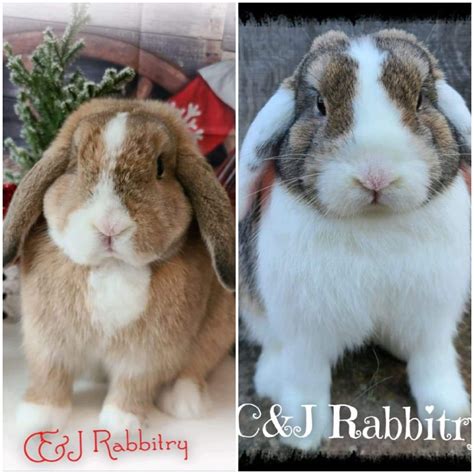 Chaotic Lops Chaotic Lops Added A New Photo