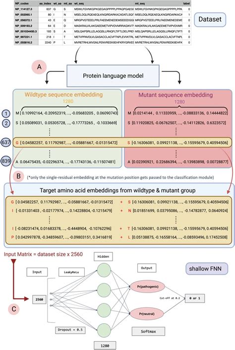 Pre Trained Protein Language Models For Genetic Variants Abeeb Abiodun Yekeen Posted On The