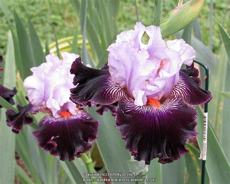 Tall Bearded Iris Iris Ay Chihuahua In The Irises Database
