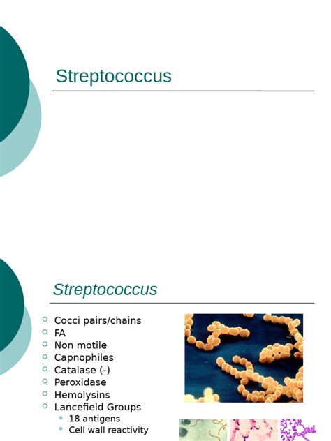 Streptococcus Ppt 2024 Pdf