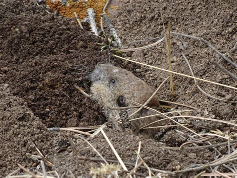 Wildlife Wednesday — Pocket Gophers — Estes Valley Watershed Coalition