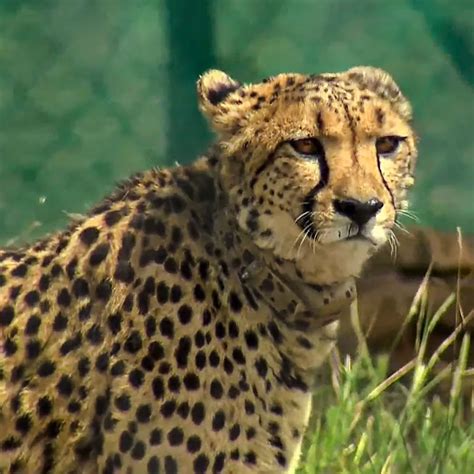 Kuno National Park में रिलीज किए गए चीते Pm मोदी ने कैमरे से खींचे Photos News Aajtak