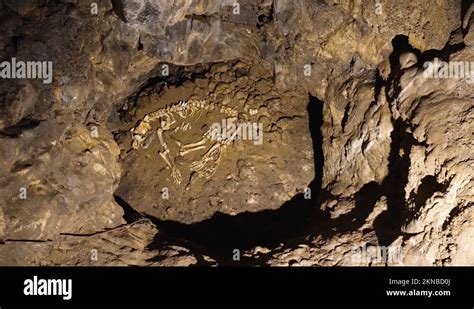 Cave Fossils Stock Videos And Footage Hd And 4k Video Clips Alamy