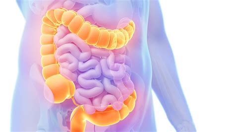 الفرق بين القولون العصبي والتقرحي والهضمي Youtube