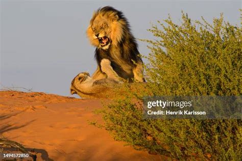 Mating Lions Photos And Premium High Res Pictures Getty Images