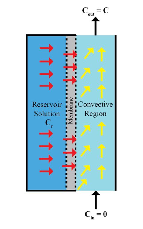 Convection Dialysis At Jett Quong Blog