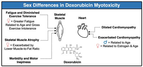 Antioxidants Free Full Text Consideration Of Sex As A Biological Variable In The Development