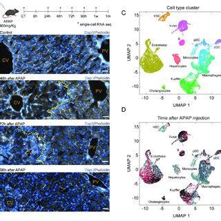 Summary Of Main Events During APAP Induced Liver Damage And Download Scientific Diagram