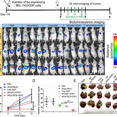 Endosomal Responsive Np Mediated Tbce Silencing Enhances Download