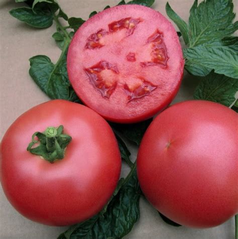 Помидоры с картофельными листьями сорта (59 фото)