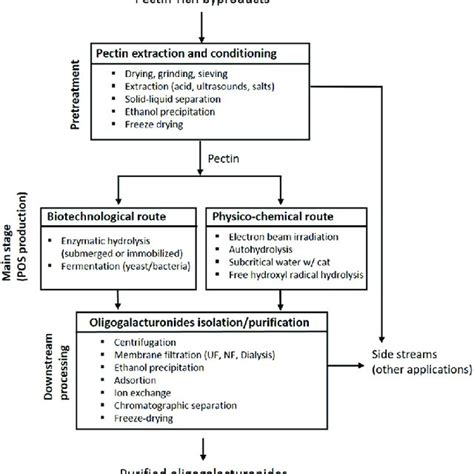 Simplified Pectin Structure And The Mode Of Action Of The Main Enzymes