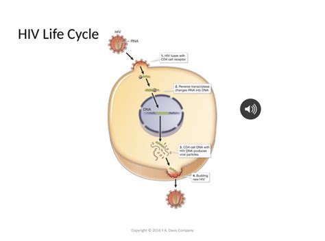 Patho Exam 4 Immunity Megan And Ivy Flashcards Quizlet
